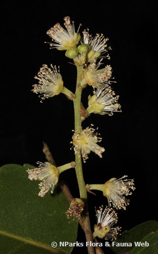 NParks | Scolopia macrophylla