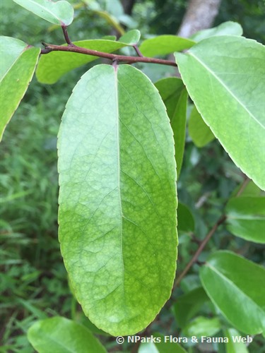 NParks | Scolopia macrophylla