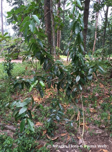 NParks | Scolopia macrophylla