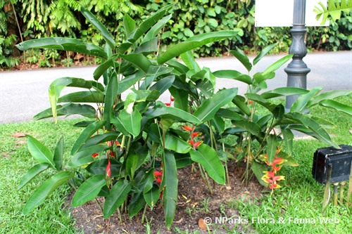 NParks | Heliconia rostrata 'Green Tip'