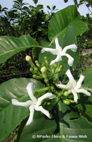 NParks | Tabernaemontana elegans