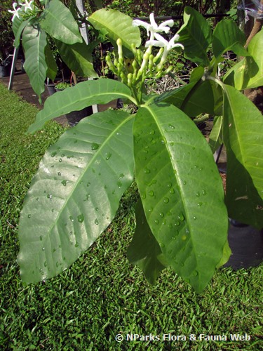 NParks | Tabernaemontana elegans