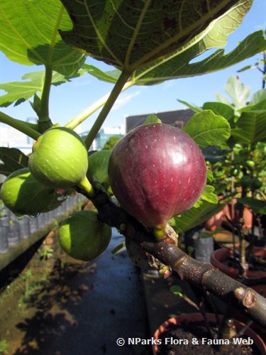 NParks | Ficus recurva var ribesoides