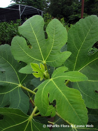 NParks | Ficus carica 'Taiwan Golden Fig'