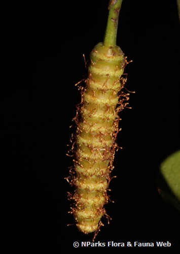 NParks | Gnetum gnemonoides