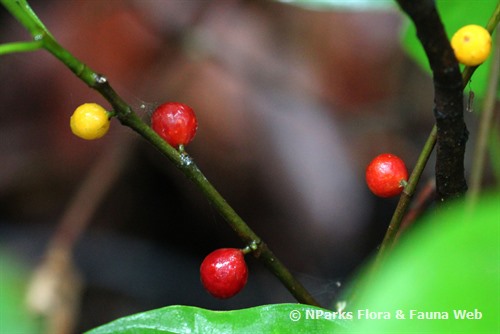 NParks | Ficus chartacea