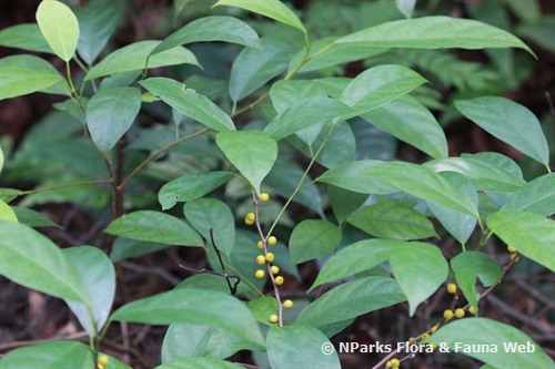 NParks | Ficus chartacea