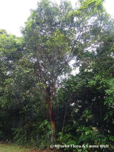 NParks | Ficus sundaica