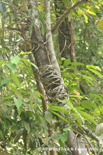 NParks | Ficus sundaica