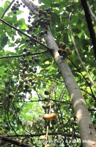 NParks | Ficus hispida