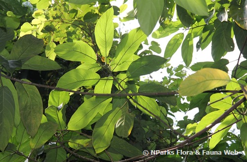 NParks | Ficus hispida