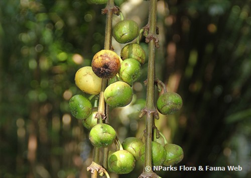 NParks | Ficus hispida
