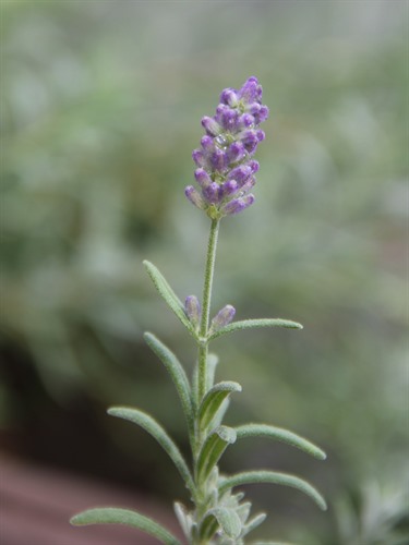 NParks | Lavandula angustifolia 'Ellagance Purple'
