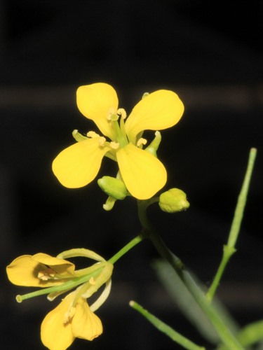 NParks | Brassica juncea 'Red Giant'