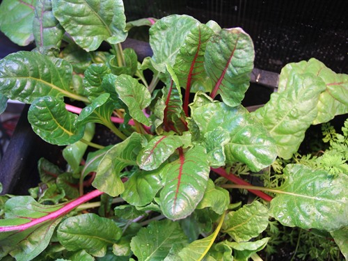 NParks | Beta vulgaris (Garden Beet Group)