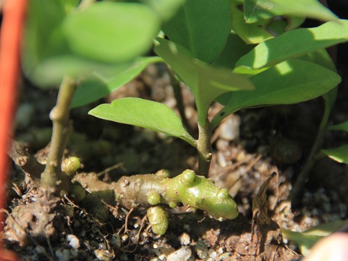 NParks | Anredera baselloides