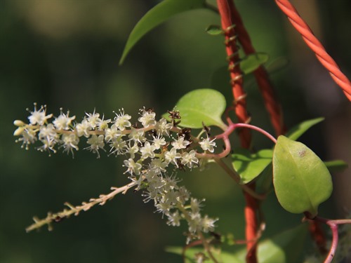NParks | Anredera baselloides