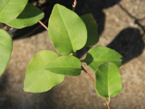 NParks | Anredera baselloides