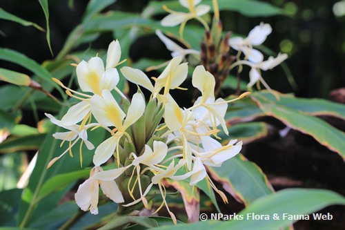 NParks | Hedychium flavescens