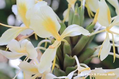 NParks | Hedychium flavescens