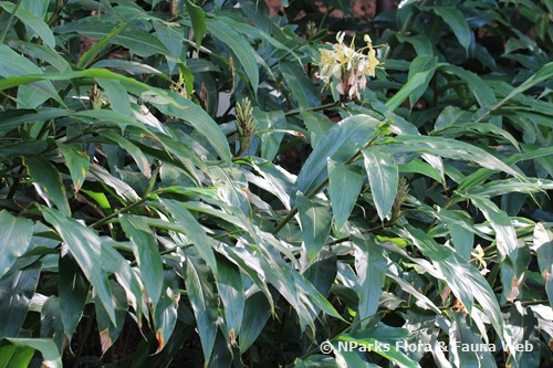 NParks | Hedychium flavescens