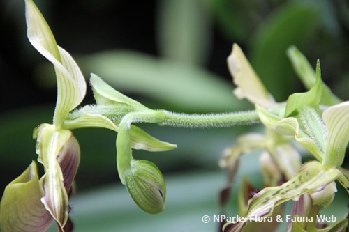 NParks | Paphiopedilum parishii