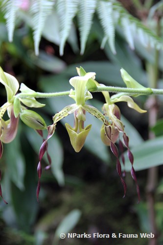 NParks | Paphiopedilum parishii