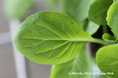 NParks | Brassica rapa Chinese Cabbage Group [chinese cabbage]