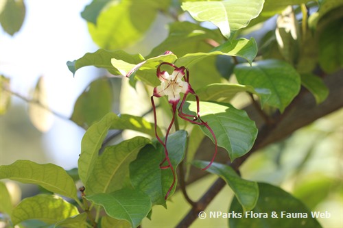 NParks | Andira inermis