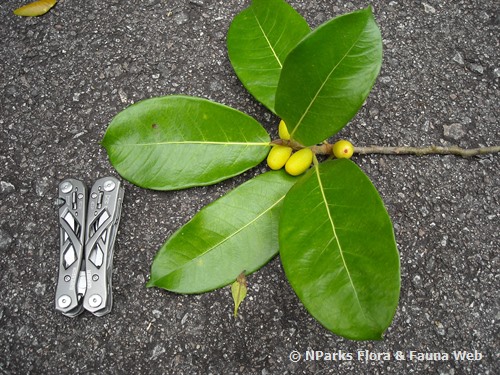 NParks | Ficus drupacea