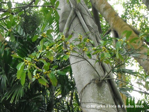 NParks | Ficus drupacea