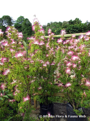 NParks | Calliandra parvifolia
