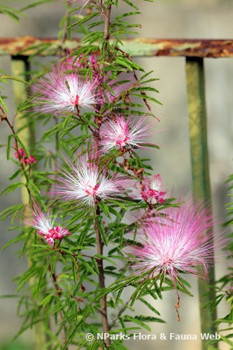 NParks | Calliandra parvifolia