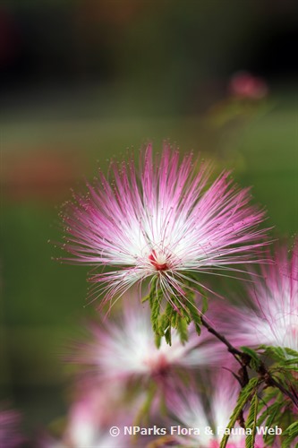 NParks | Calliandra parvifolia