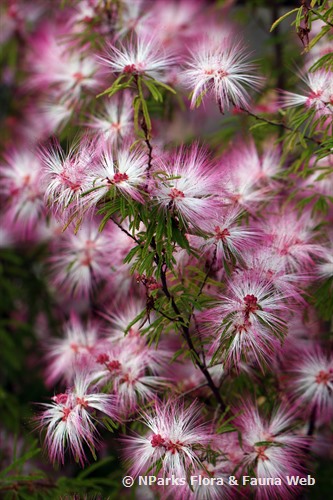 NParks | Calliandra parvifolia