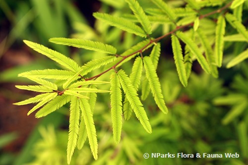 NParks | Calliandra parvifolia