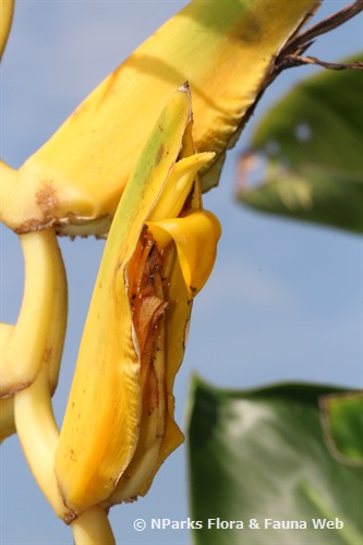 NParks | Heliconia marginata 'Lutea'