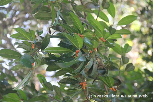 NParks | Ficus subgelderi