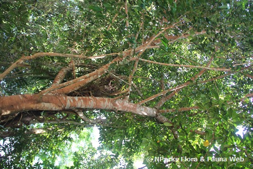 NParks | Ficus subgelderi