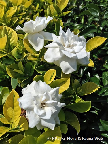 NParks | Gardenia jasminoides 'Gold Doubloon'