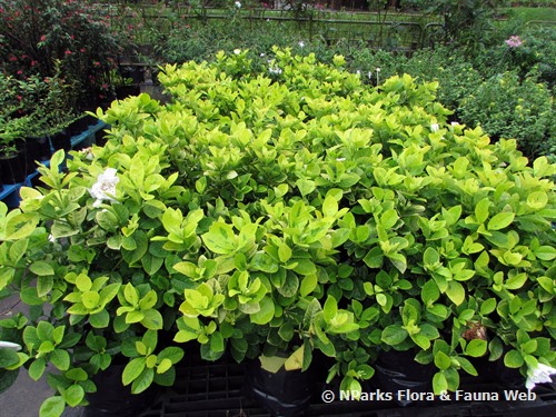 NParks | Gardenia jasminoides 'Gold Doubloon'