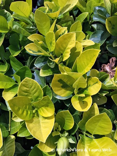 NParks | Gardenia jasminoides 'Gold Doubloon'