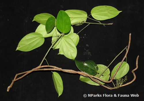 NParks | Arcangelisia flava