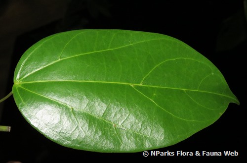 NParks | Arcangelisia flava