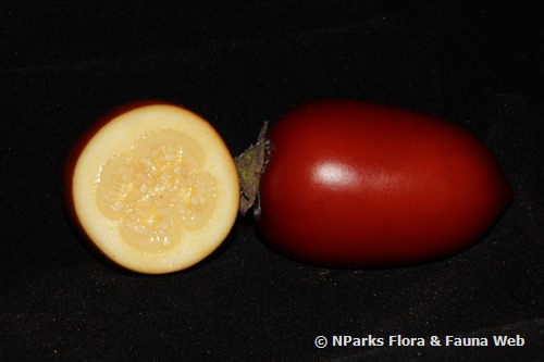 NParks | Solanum seaforthianum