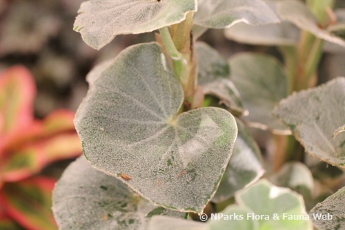 NParks | Dillenia suffruticosa