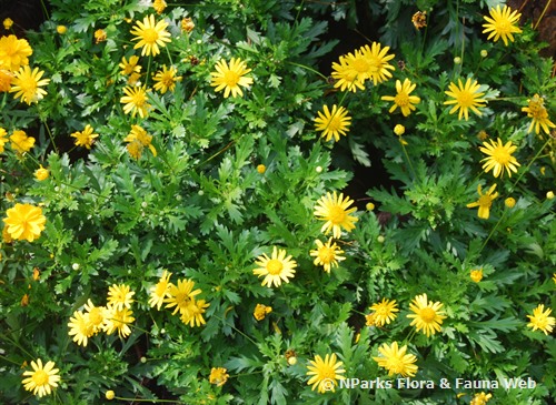 NParks | Euryops pectinatus 'Viridis'