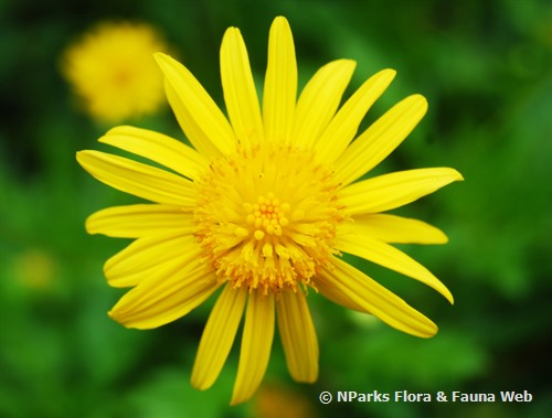 NParks | Euryops pectinatus 'Viridis'