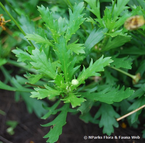 NParks | Euryops pectinatus 'Viridis'