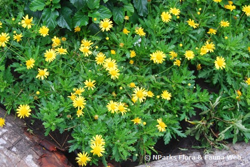 NParks | Euryops pectinatus 'Viridis'